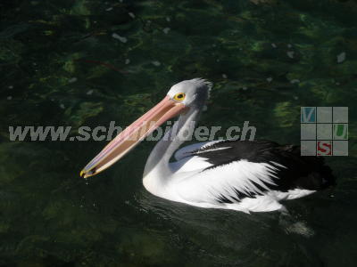 Bild: pelikan - Tiere - Vögel