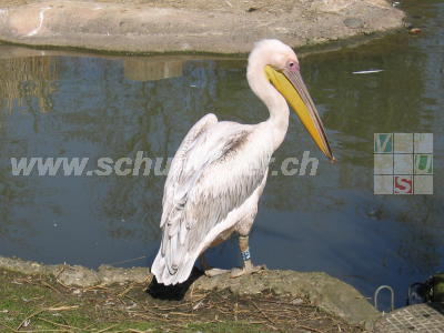 Bild: Pelikan - Tiere - Vögel