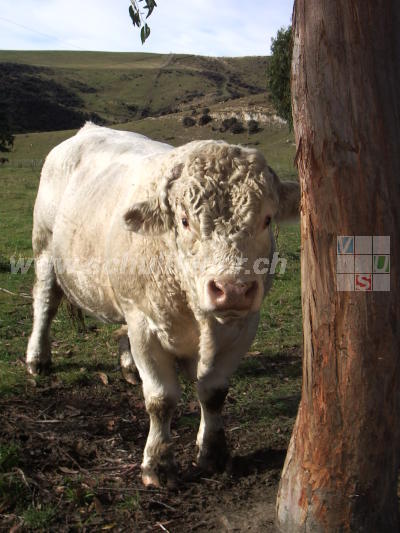 Bild: Bulle - Tiere - Säugetiere