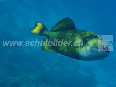 Bild: Meeresfisch - Tiere - Fische