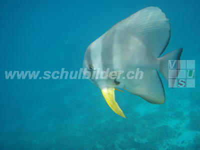 Bild: Meeresfisch - Tiere - Fische