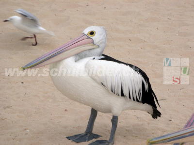 Bild: pelikan - Kontinente - Australien