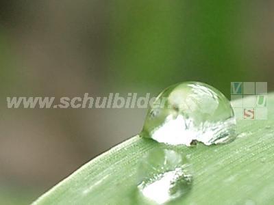Bild: Wassertropfen - Natur - Gewässer