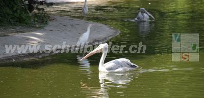 Bild: Pelikan - Tiere - Vögel