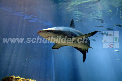 Bild: Haifisch - Tiere - Fische