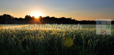 Bild: Gerstenfeld - Natur - Pflanzen