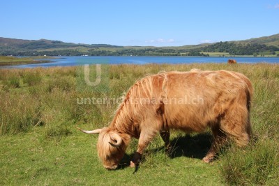 Bild: Hochland Rind - Tiere - Säugetiere