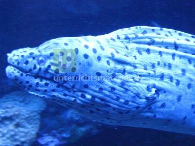 Bild: Moräne - Tiere - Fische
