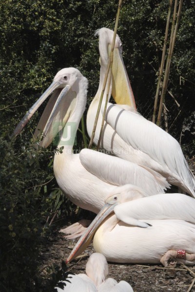 Bild: Pelikan - Tiere - Vögel