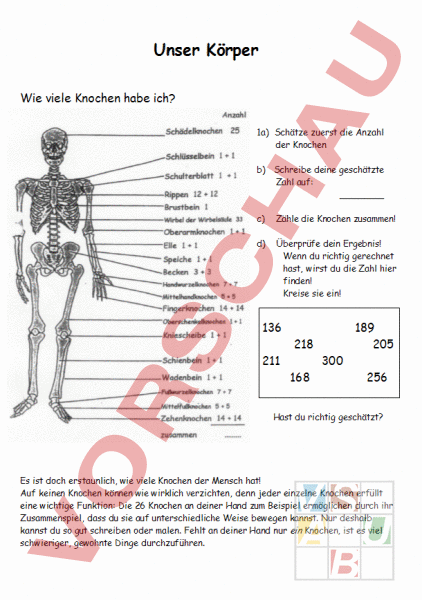 Arbeitsblatt: Unser Körper - Biologie - Anatomie / Physiologie