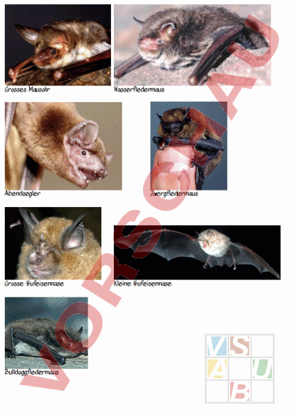 Arbeitsblatt: Fledermausbilder - Biologie - Tiere