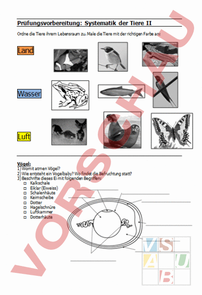 Arbeitsblatt: Systematik der Tiere II - Biologie - Tiere