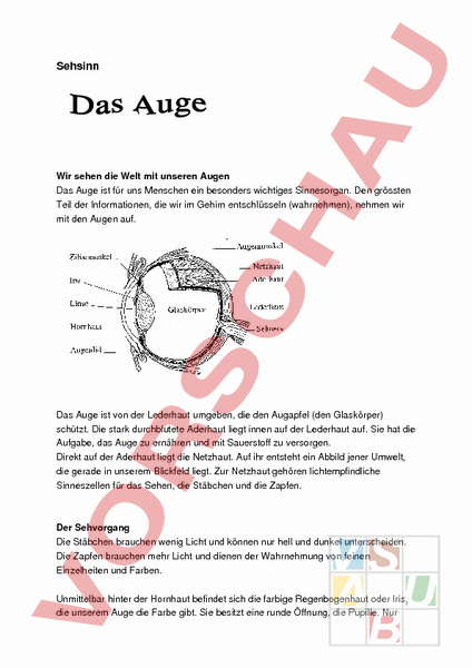 Arbeitsblatt: Sehsinn - Lebenskunde - Anderes Thema