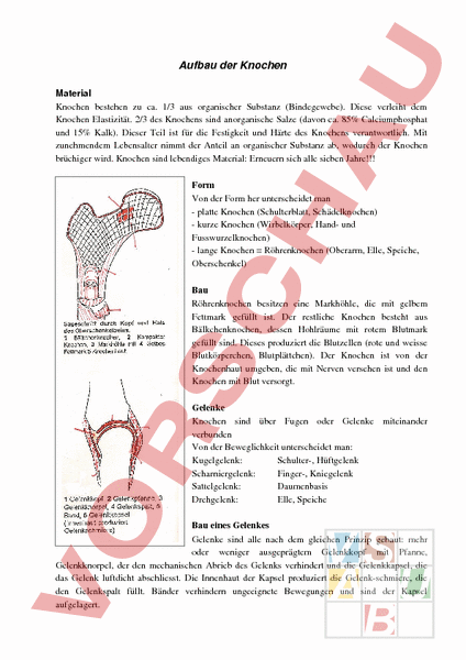 Arbeitsblatt: Knochenbau - Biologie - Anatomie / Physiologie