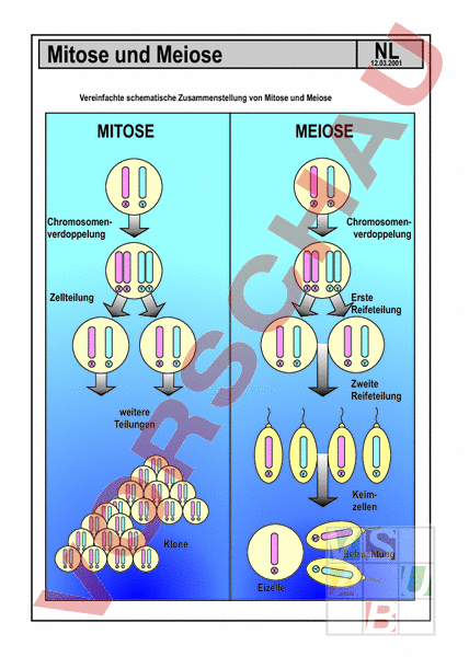 Arbeitsblatt: Mitose und Meiose - Biologie - Genetik