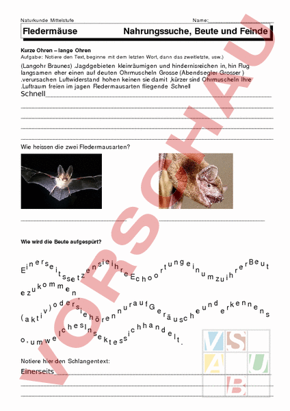 Arbeitsblatt: Fledermaus - Biologie - Tiere