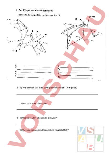 Arbeitsblatt: Fledermaus - Biologie - Tiere