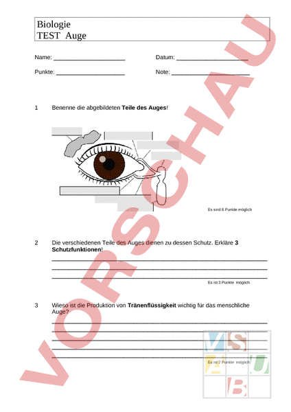 Arbeitsblatt: Das Auge - Biologie - Anatomie / Physiologie