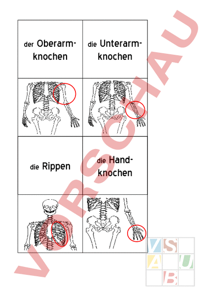Arbeitsblatt: Skelett-Memory - Biologie - Anatomie / Physiologie