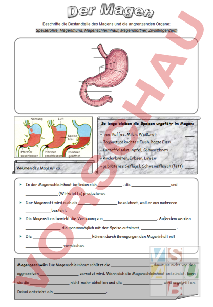 Arbeitsblatt: Der Magen - Biologie - Anatomie / Physiologie