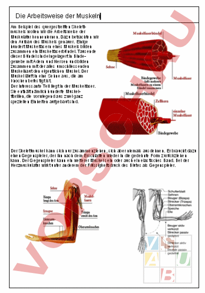 10 Fragen Zur Anatomie Der Muskeln – QIZR