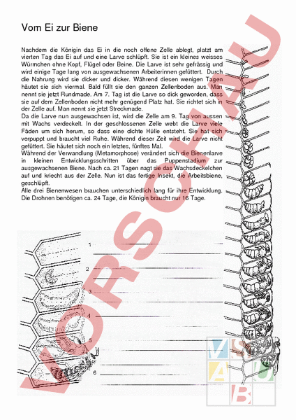 Arbeitsblatt: Biene - Ei zur Biene - Biologie - Tiere