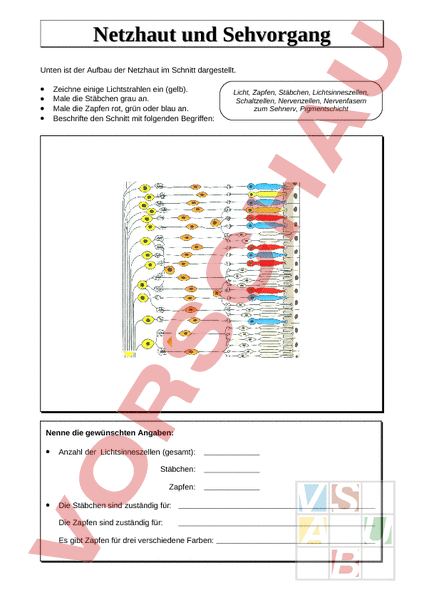 Arbeitsblatt: Netzhaut und Sehvorgang - Biologie - Anatomie / Physiologie