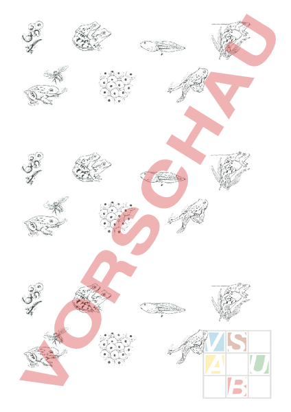 Arbeitsblatt: Metamorphose AB2 - Biologie - Tiere
