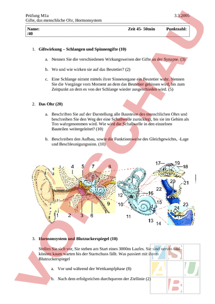Arbeitsblatt: Prüfung Ohr & Hormonsystem - Biologie - Anatomie ...