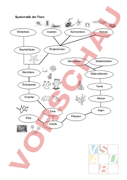 Arbeitsblatt: Systematik der Tiere - Biologie - Evolution