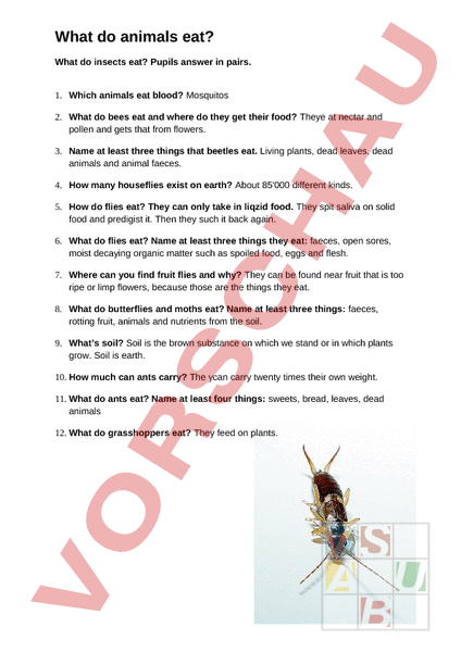 Arbeitsblatt: Questions: What do these insects eat? - Englisch ...