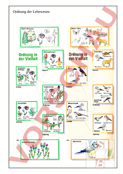 Arbeitsblatt: Ordnung der Lebewesen - Biologie - Anderes Thema