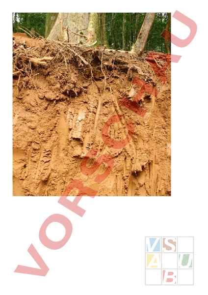 Arbeitsblatt: Humusboden - Geographie - Gemischte Themen