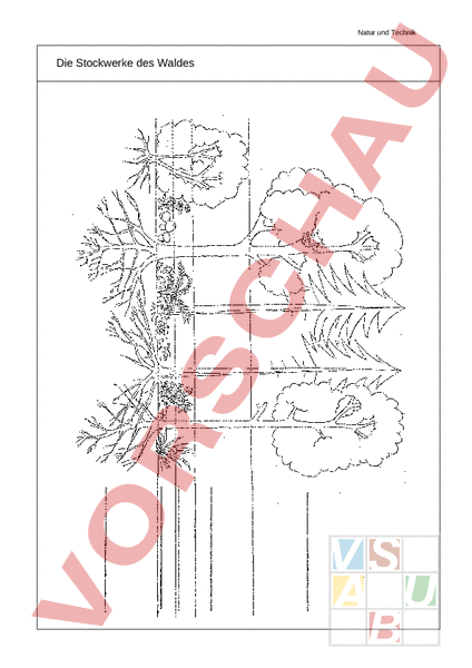 Arbeitsblatt: Der Wald / Stockwerkes des Waldes - Biologie - Anderes Thema