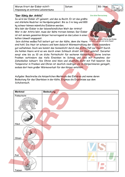 Arbeitsblatt: Eisbär - Biologie - Tiere