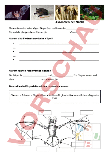 Arbeitsblatt: Fledermaus - Akrobaten der Nacht - Biologie - Tiere