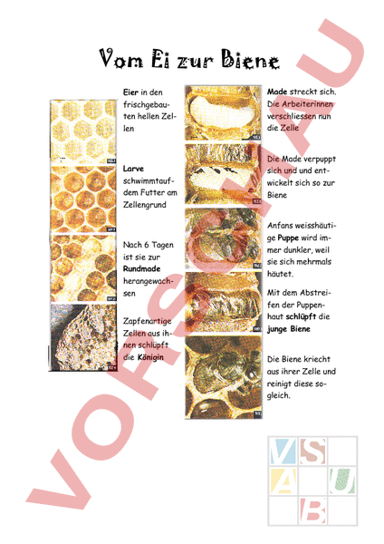 Arbeitsblatt: Vom Ei zur Biene - Biologie - Tiere
