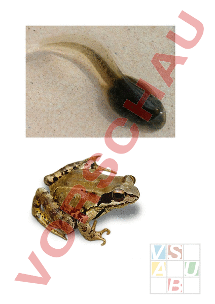 Arbeitsblatt: Einstiegsfolie Metamorphose - Biologie - Tiere