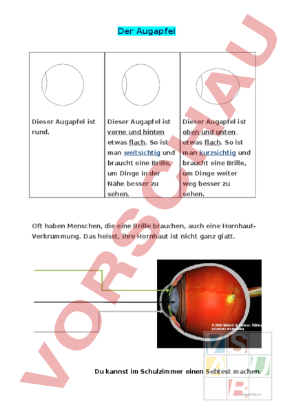 Arbeitsblatt: Der Augapfel - Biologie - Anatomie / Physiologie