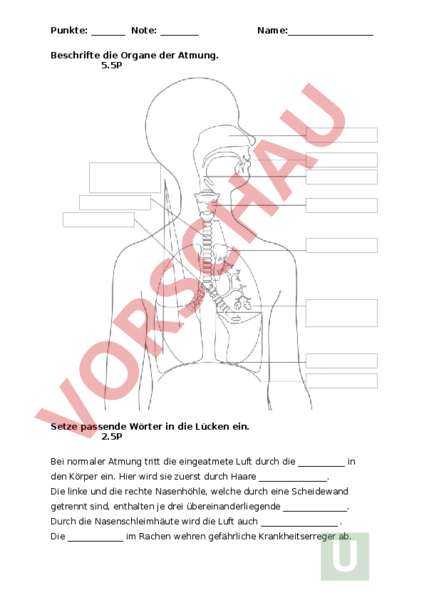 Arbeitsblatt: Kurztest Atemorgane - Biologie - Anatomie / Physiologie