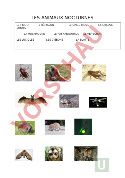 Arbeitsblatt: Les animaux nocturnes - Französisch - Lehrmittel