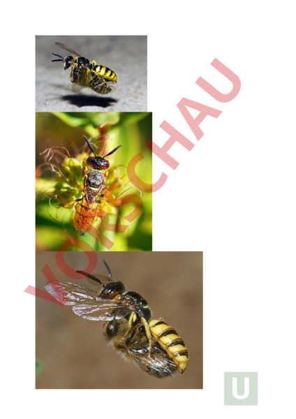 Arbeitsblatt: Bilder der Feinde der Biene - Biologie - Tiere