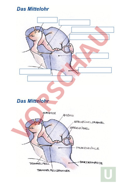 Arbeitsblatt: Das Mittelohr - Biologie - Anatomie / Physiologie