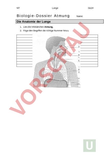 Arbeitsblatt: Überarbeitete Werkstatt Atmung - Biologie - Anatomie ...